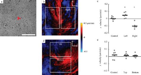 Collective Cell Migration Patterns Near þ12 Defects In The Mesothelial Download Scientific