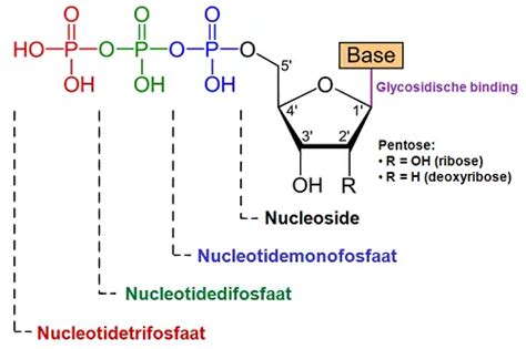Difference Between Nucleotides And Nucleosides KnowsWhy Com