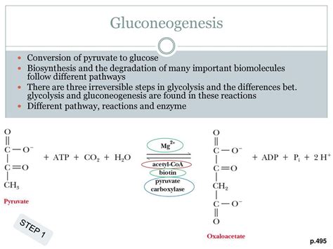 Carbohydrate Metabolism Ppt Download