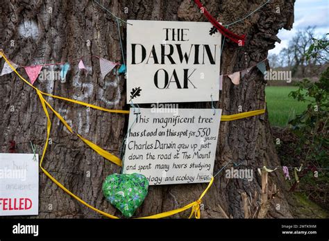 Charles Darwin Oak Tree Hi Res Stock Photography And Images Alamy