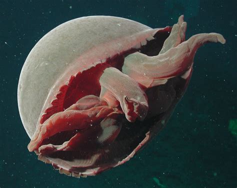 Promachoteuthis Sulcus Teeth