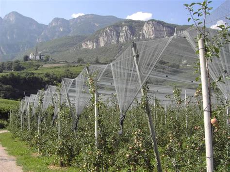 Agricultural Anti Hail Netting Orchard Tree Hail Protection Net Apple Tree Anti Hail Net Bird