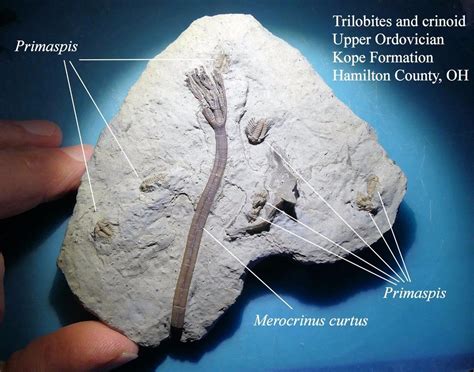 Eight Rare Spiny Ordovician Primaspis Trilobites And Crinoid From Ohio