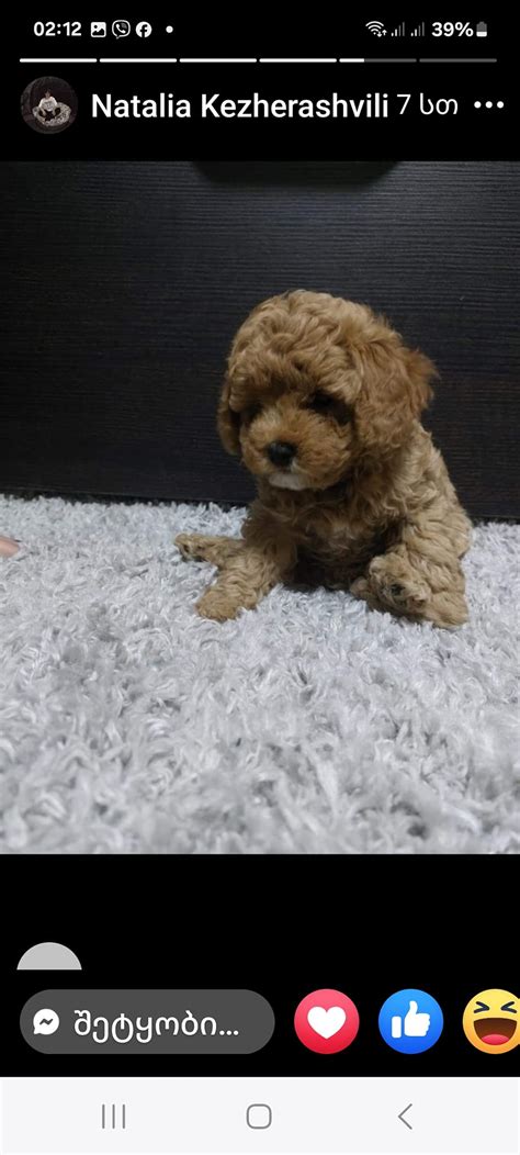 ულამაზესი პუდელები ელოდებიან ლეკვების ყიდვა გაყიდვა