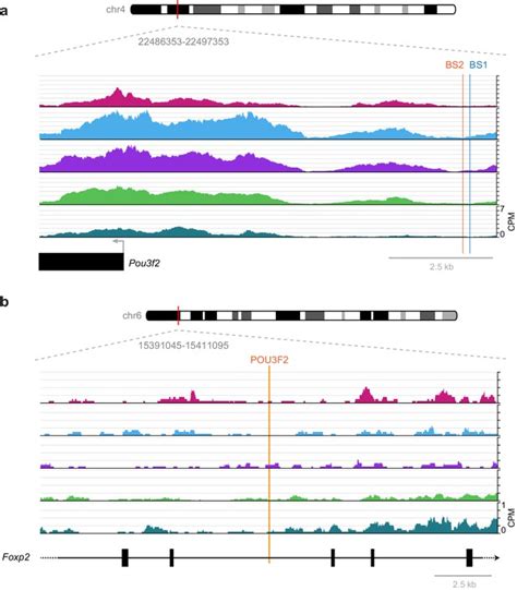 Layer Specific Chromatin Accessibility Landscapes Reveal Regulatory
