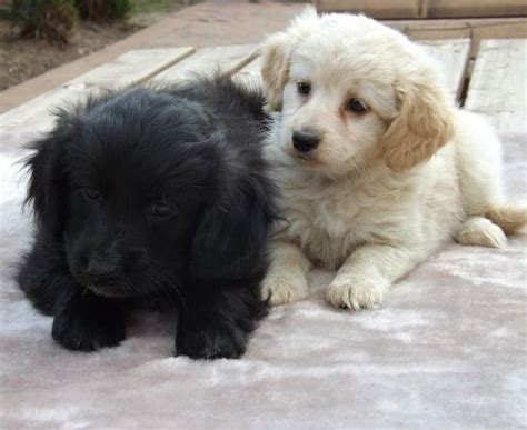 Cocker Spaniel Cross Pug Stom