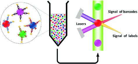 Schematic Illustration Of A Typical Suspension Array Platform The Download Scientific Diagram