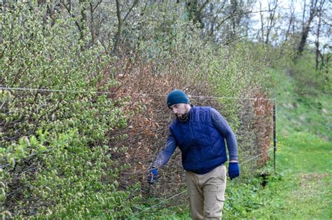 The Hedge Is Made Of Different Types Of Trees And Bushes The Gardener