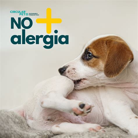 Manejo De Alergia En Perros Guía Práctica Para Aliviar Síntomas