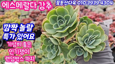 24123 🌸오늘은 에스메랄다군생부터 특가다육이 랜덤박스까지 가성비 좋고 예쁜다육이 많아요🌸 꽃동산다육 010 3939 4304 전국택배가능 유료광고포함 Youtube