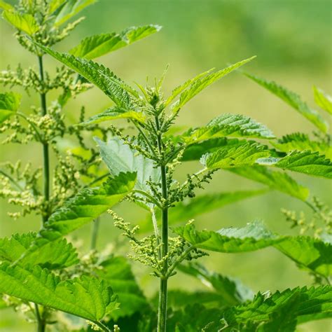 Stinging Nettle Identification
