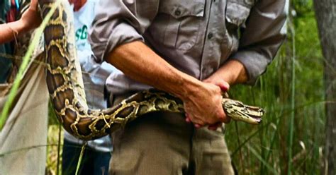 Human Footprint How Giant Pythons Became Floridas Biggest Invasive Species Pbs