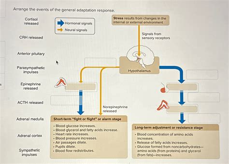 Solved Arrange The Events Of The General Adaptation