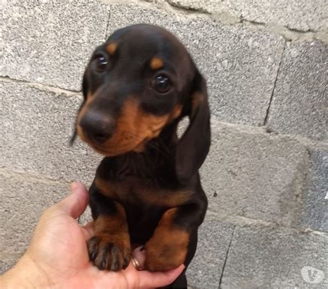 Filhote De Daschund Macho 6 Meses 🥇 【 Ofertas 】 Vazlon Brasil