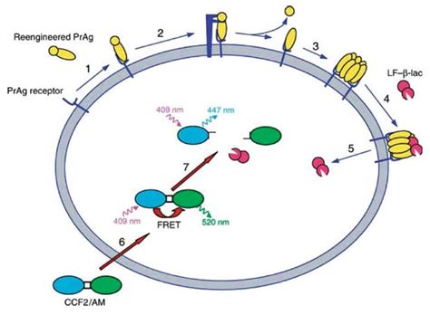 Principle Of Cell Surface Protease Activity Imaging Assay 1 Prag Download Scientific Diagram