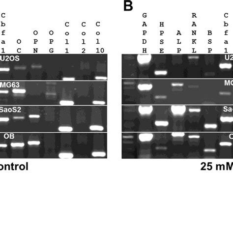 Qualitative Gene Expression Comparison Of Gene Expression Of Various Download Scientific