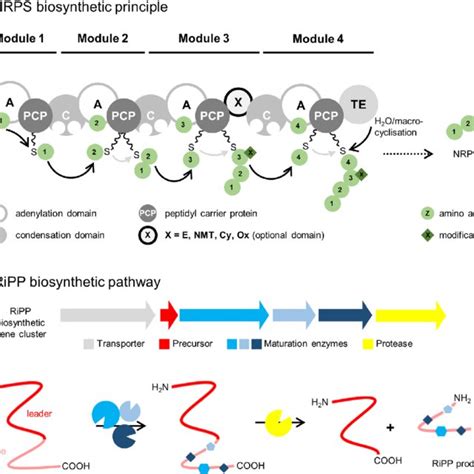 General Biosynthetic Principles Of NRP Type I A And RiPP B