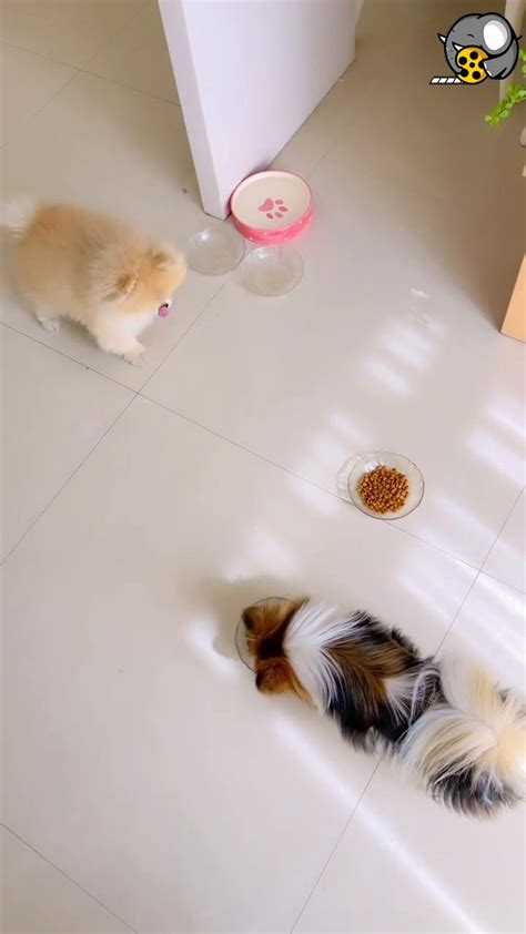 پامرانینخرسی فیلو