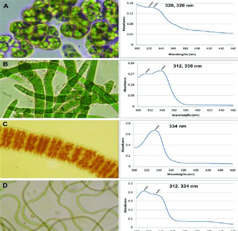 Morphological And Bio Chemical Variations Of Irish Cyanobacteria Right