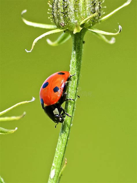Insect Beetle Ladybird Macro Photography Picture Image 100775750