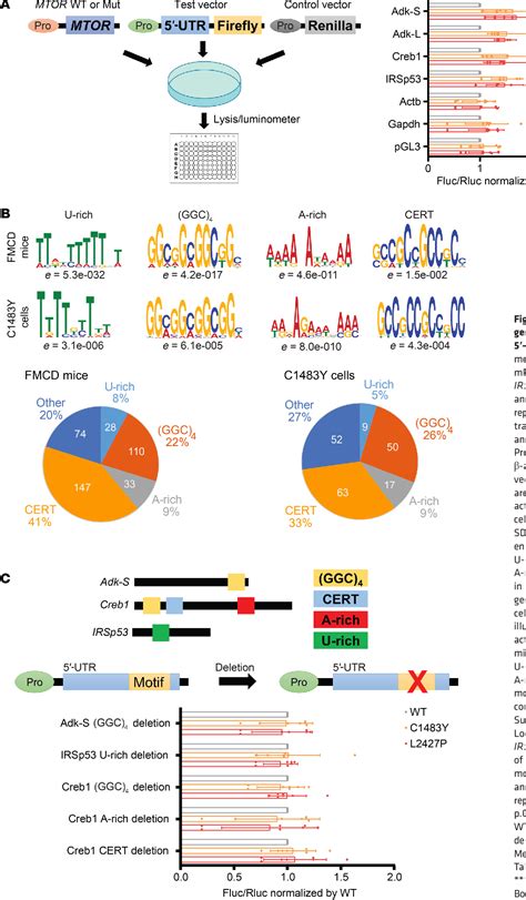 Figure 4 From Brain Somatic Mutations In Mtor Reveal Translational Dysregulations Underlying