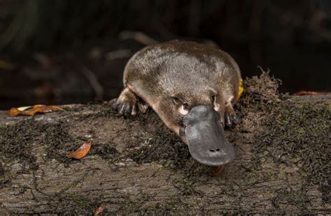 Platypus Australian Conservation Foundation