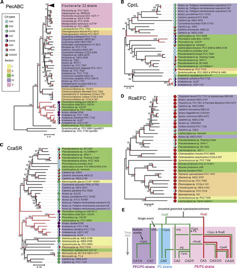 Phylogenetic Analysis Of Pecabc Cpcl Ccasr And Rcaefc A D