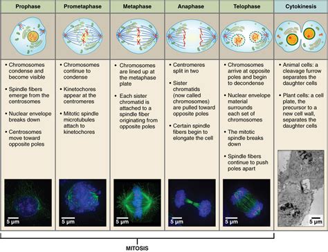 File0331 Stages Of Mitosis And Cytokinesis Wikimedia Commons