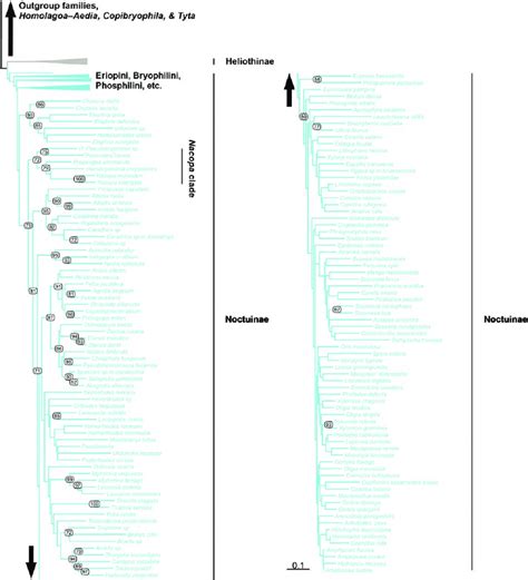 Continuation Of Maximum Likelihood Tree Inferred By Raxml Analysis Download Scientific Diagram