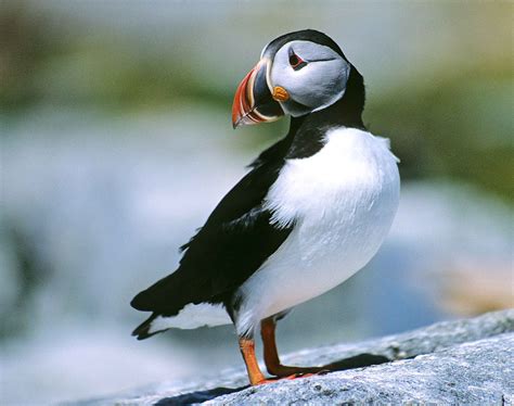 Atlantic Puffin Wild Life Adventures