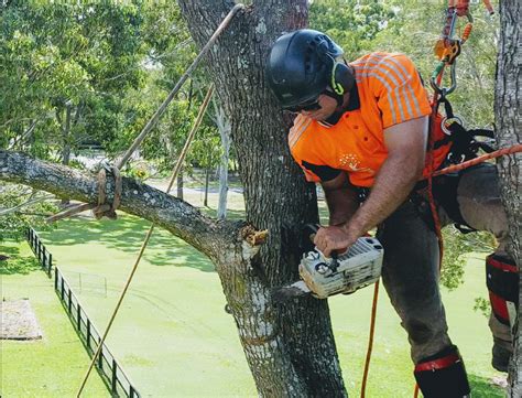 Tree Lopping Eight Mile Plains Chip Off The Old Block
