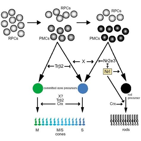 Pdf Nrl Is Required For Rod Photoreceptor Development