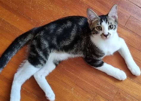 Tortoiseshell Kitten For Adoption 4 Months Softie Tortoise Shell