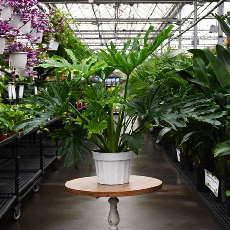 Philodendron Lickety Split Gertens Garden Center