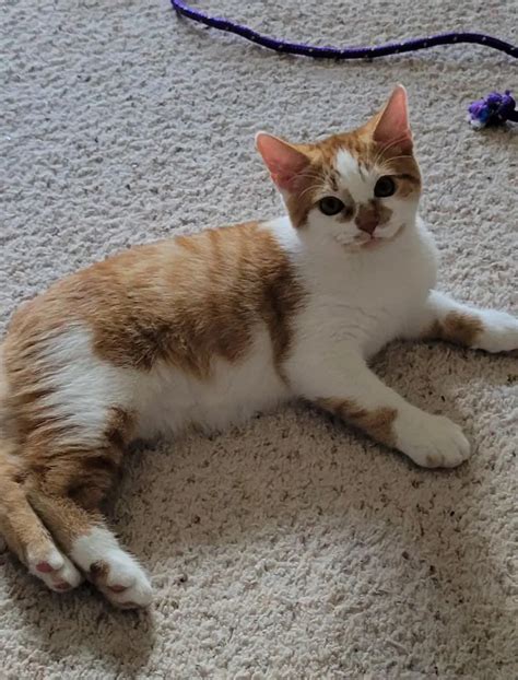 12 Types Of Calico Cat Species
