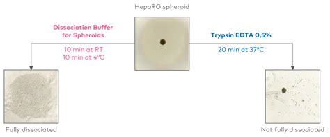 Dissociation Buffer For Spheroids Cellenion