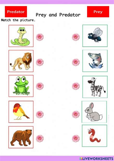 Lesson 12 Predator And Prey Worksheet Worksheets Library