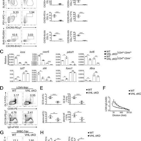 Vhl Deficiency Results In Defective Tfh Cell Development And Function