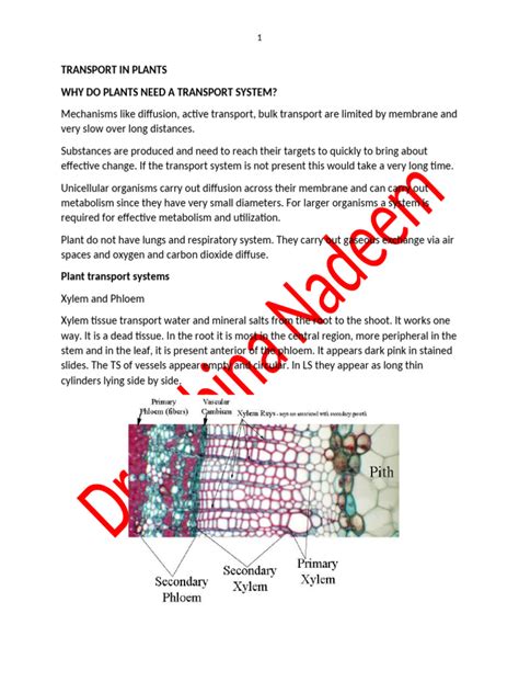 Notes Chapter 7 Transport In Plants Pdf