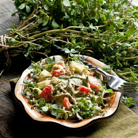 Purslane Recipes Qerpi