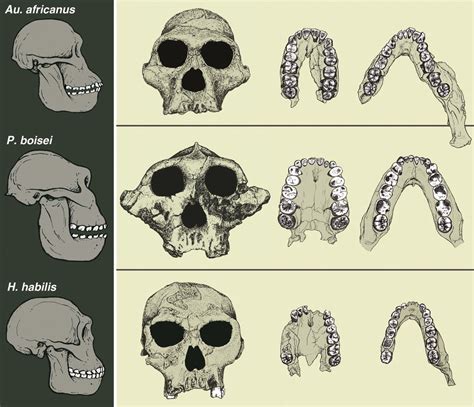 Paranthropus Boisei The Human Timeline