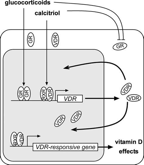 Cross Talk Between Vdr And Gr Signaling Axes Proposed Model Download Scientific Diagram