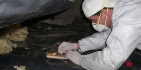 Pest Infested Walls Attic Or Crawl Space Croach Pest Control