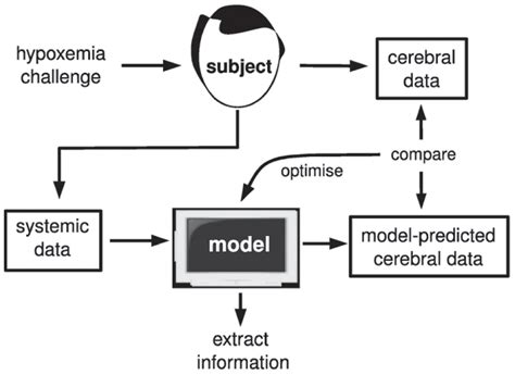 Schematic Of The Model Optimisation Methodology Healthy Subjects