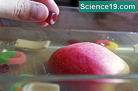 Upute Za Pravljenje Jell O ćelije 💫 Znanstveno Popularni Multimedijalni