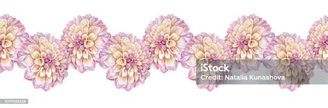 수채화 완벽 한 테두리 분홍색 여름 머리 꽃 달리아 흰색 배경에 손으로 그린 꽃 가을 식물 프레임 플로리스트나 결혼 축하연에 초대하기 위한 테두리 벽지 또는 포장지