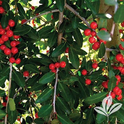 Holly Weeping Yaupon Shopic