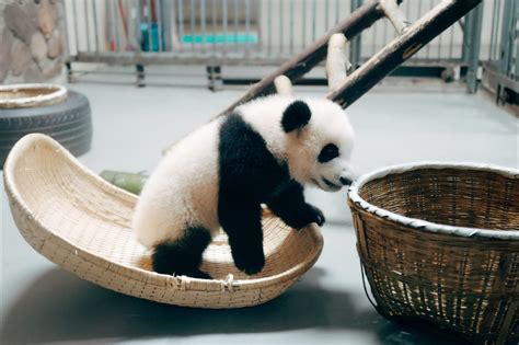 Spark Vs Pandas Part 1 Pandas Towards Data Science