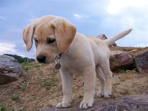 Mini Labrador 7 Wissenswerte Tipps Bevor Sie Einen Welpen Kaufen