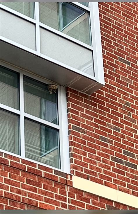 Wasphornet Nest On Northern Neck Hall Exterior 872025 Album On Imgur